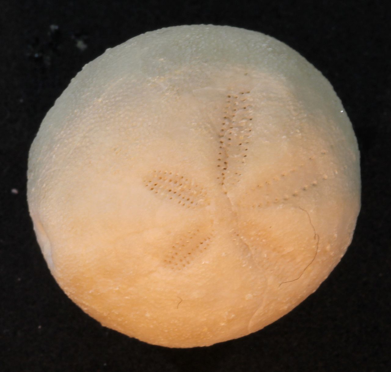 Seeigel NWV-Hagen
