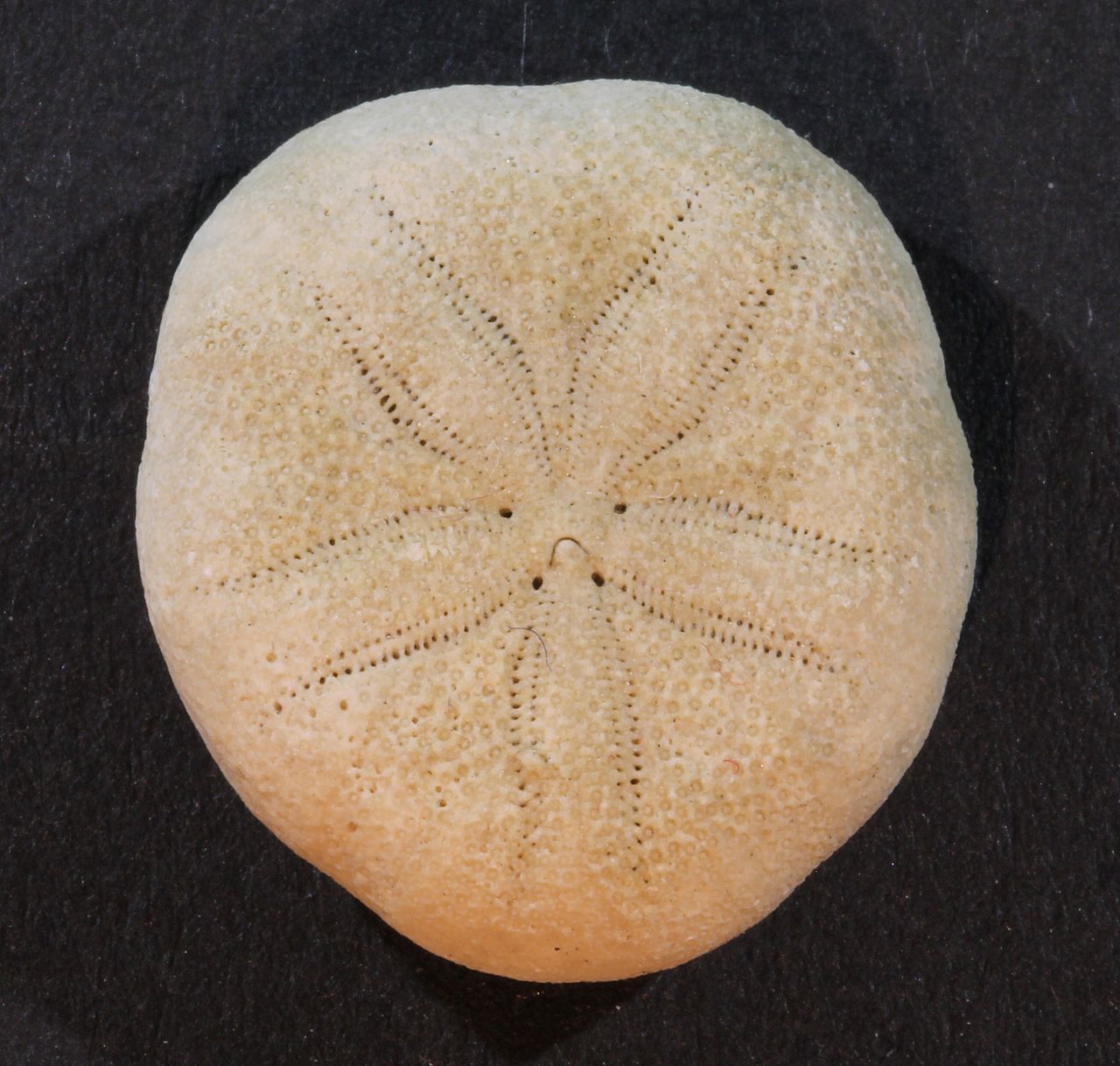 Seeigel NWV-Hagen